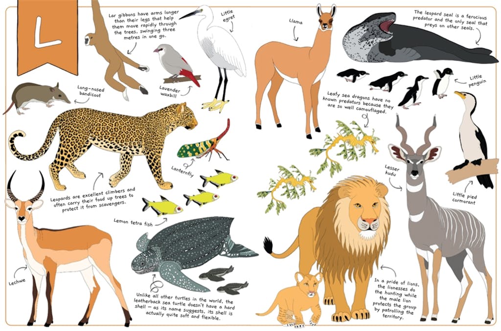The Ultimate Animal Alphabet Book | The Play Room